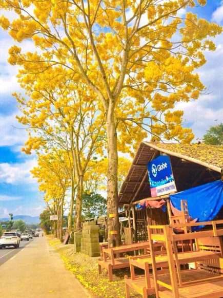 IN PHOTOS: Bukidnon awashed with lovely golden trumpet trees - Bukidnon ...