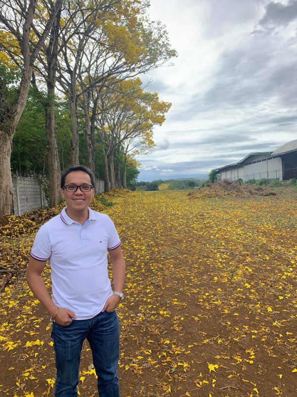 IN PHOTOS: Bukidnon awashed with lovely golden trumpet trees - Bukidnon ...